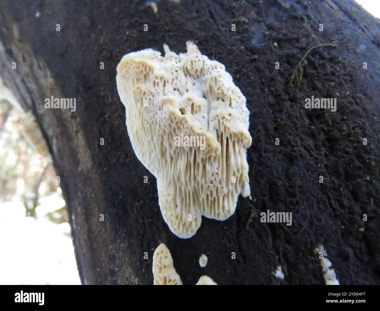 Milk-white Toothed Polypore (Irpex lacteus Stock Photo - Alamy