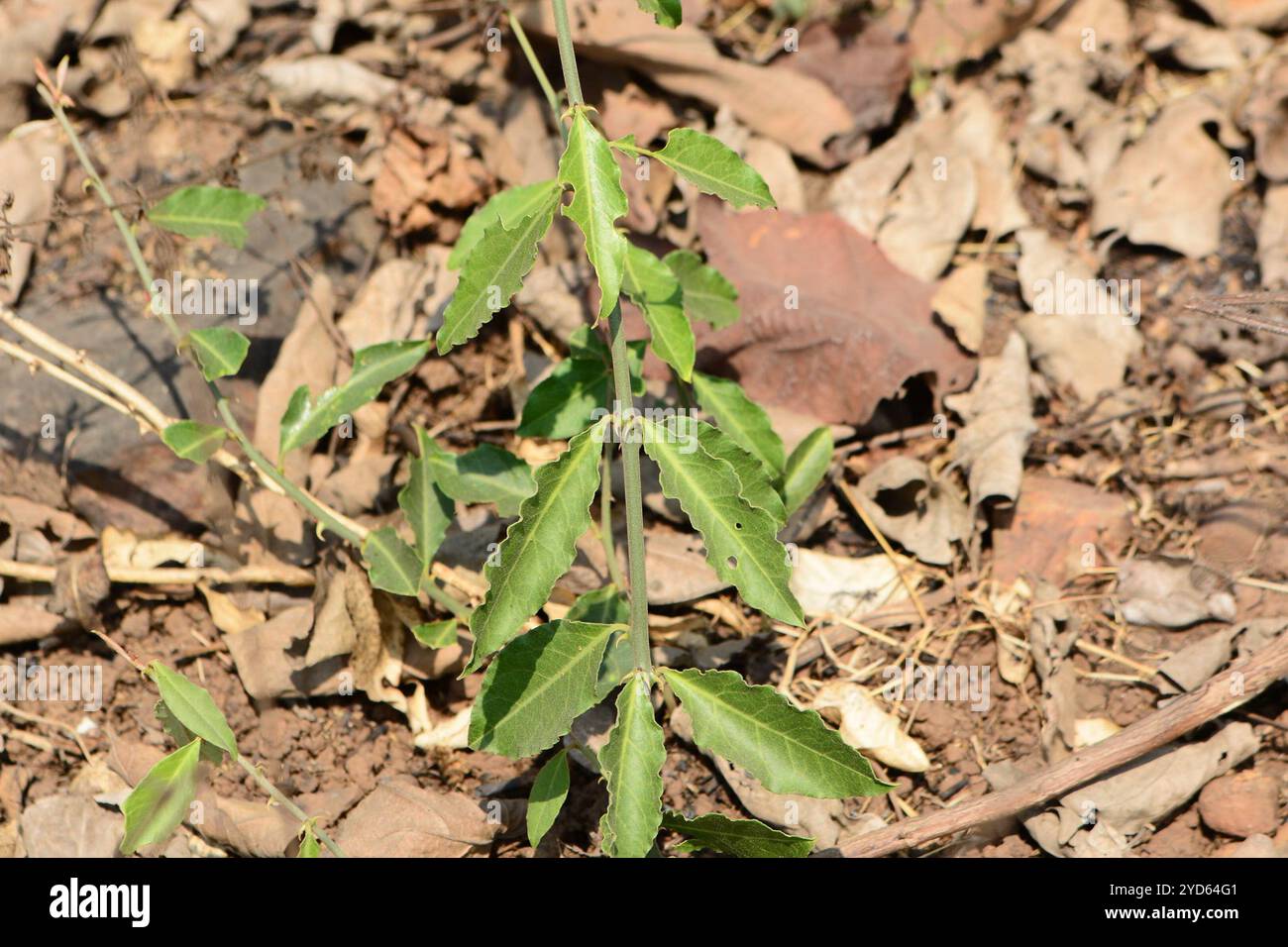 Fence Post Tree (Gliricidia sepium Stock Photo - Alamy