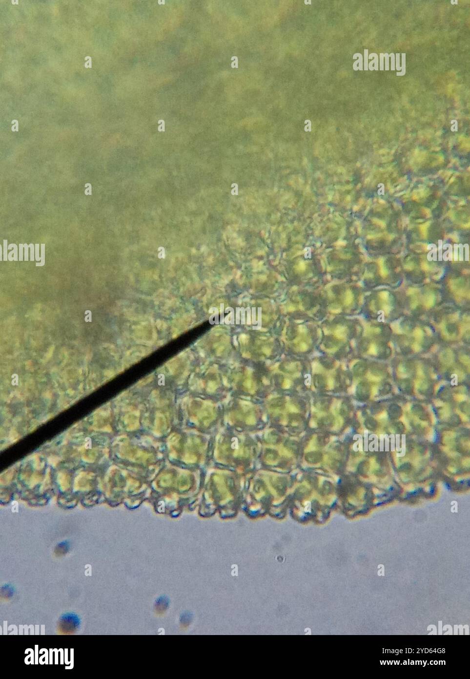 Bird's-Claw Beard-Moss (Barbula unguiculata Stock Photo - Alamy