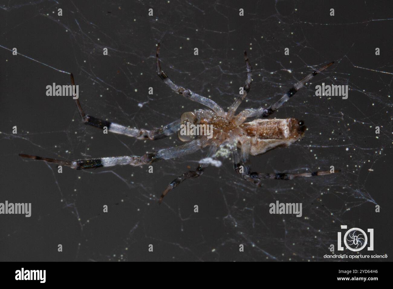 Ninja-star Ceiling Spider (Zosis geniculata Stock Photo - Alamy