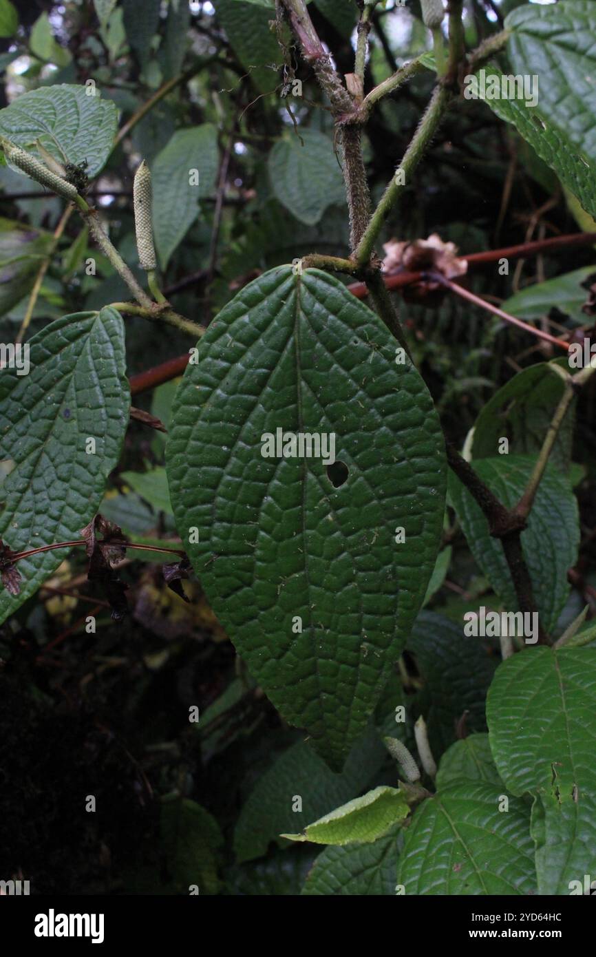 pepper plants (Piper Stock Photo - Alamy