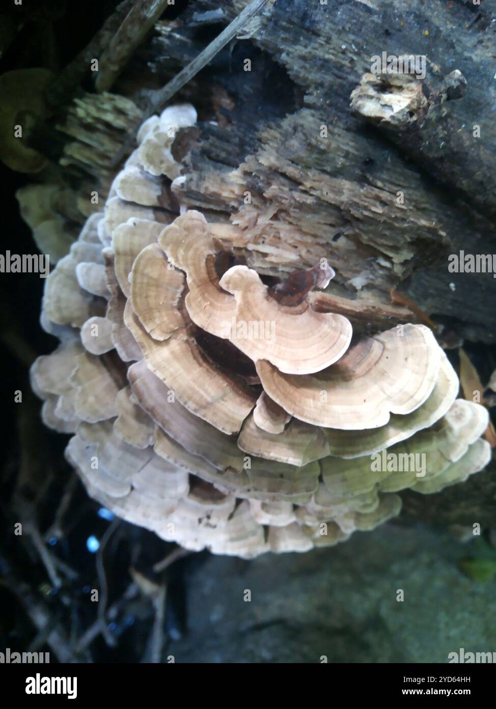 shelf fungi (Polyporales Stock Photo - Alamy
