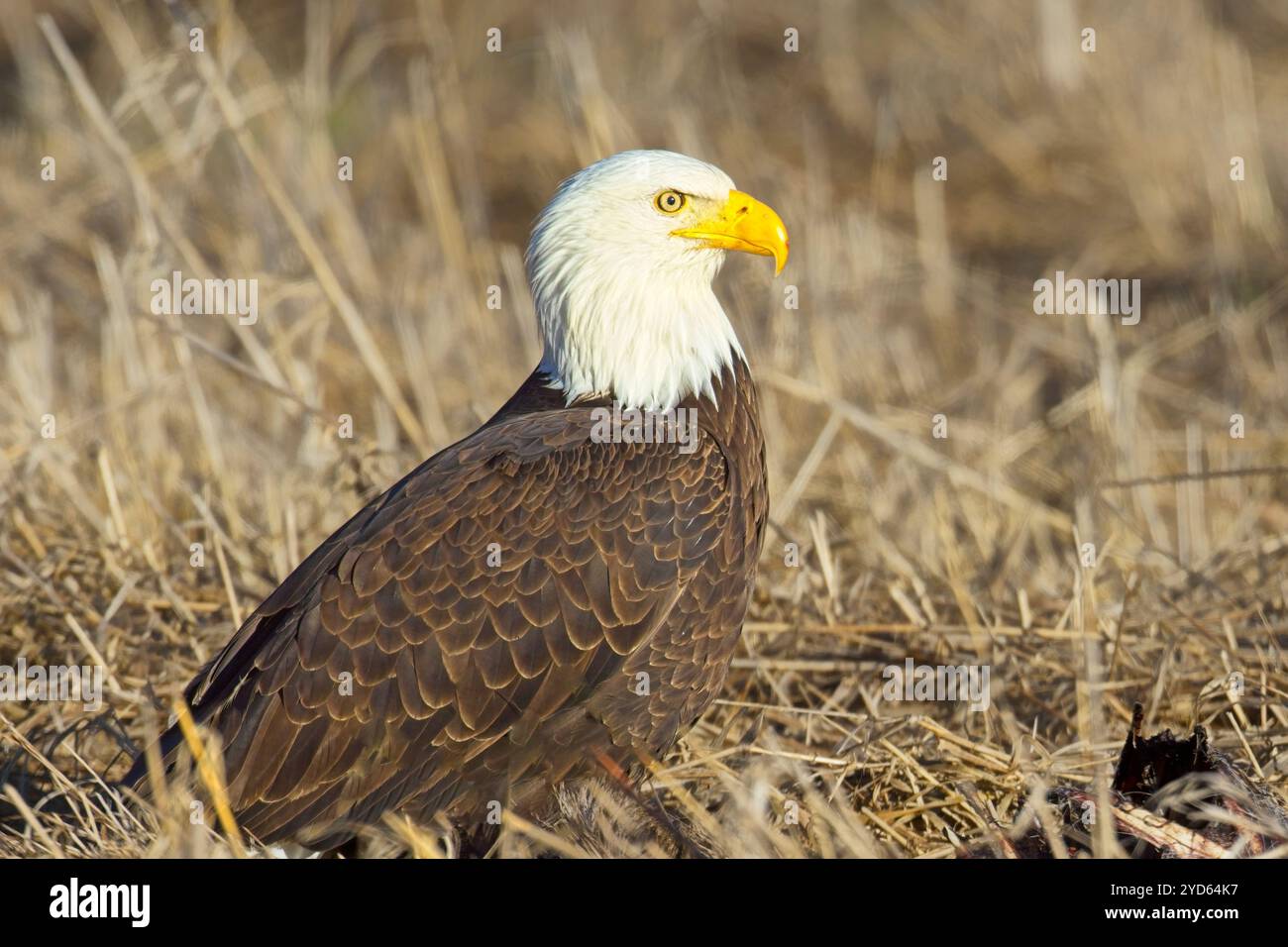Bald eagle rests on the ground Stock Photo - Alamy