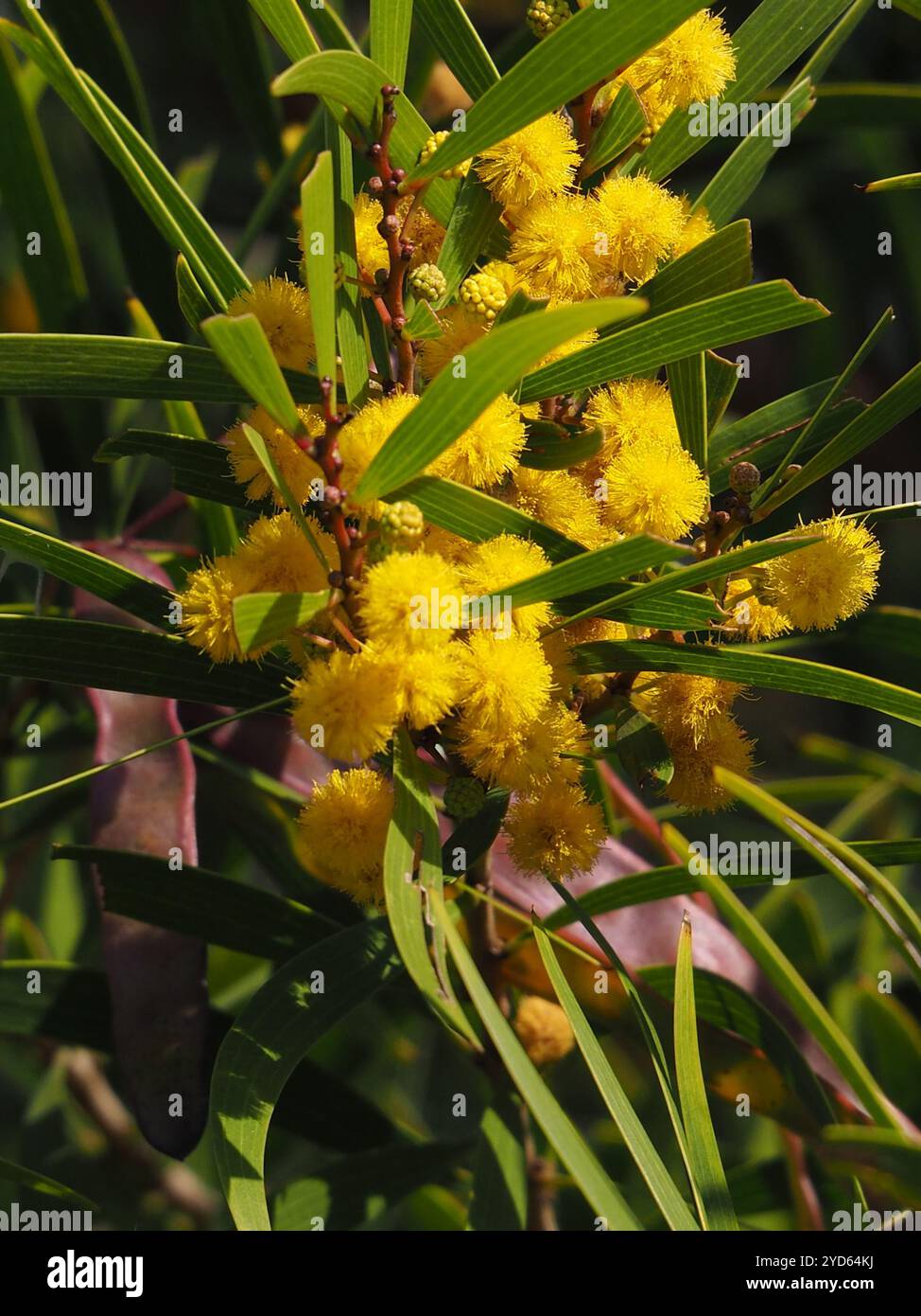 Taiwan Acacia (Acacia confusa Stock Photo - Alamy