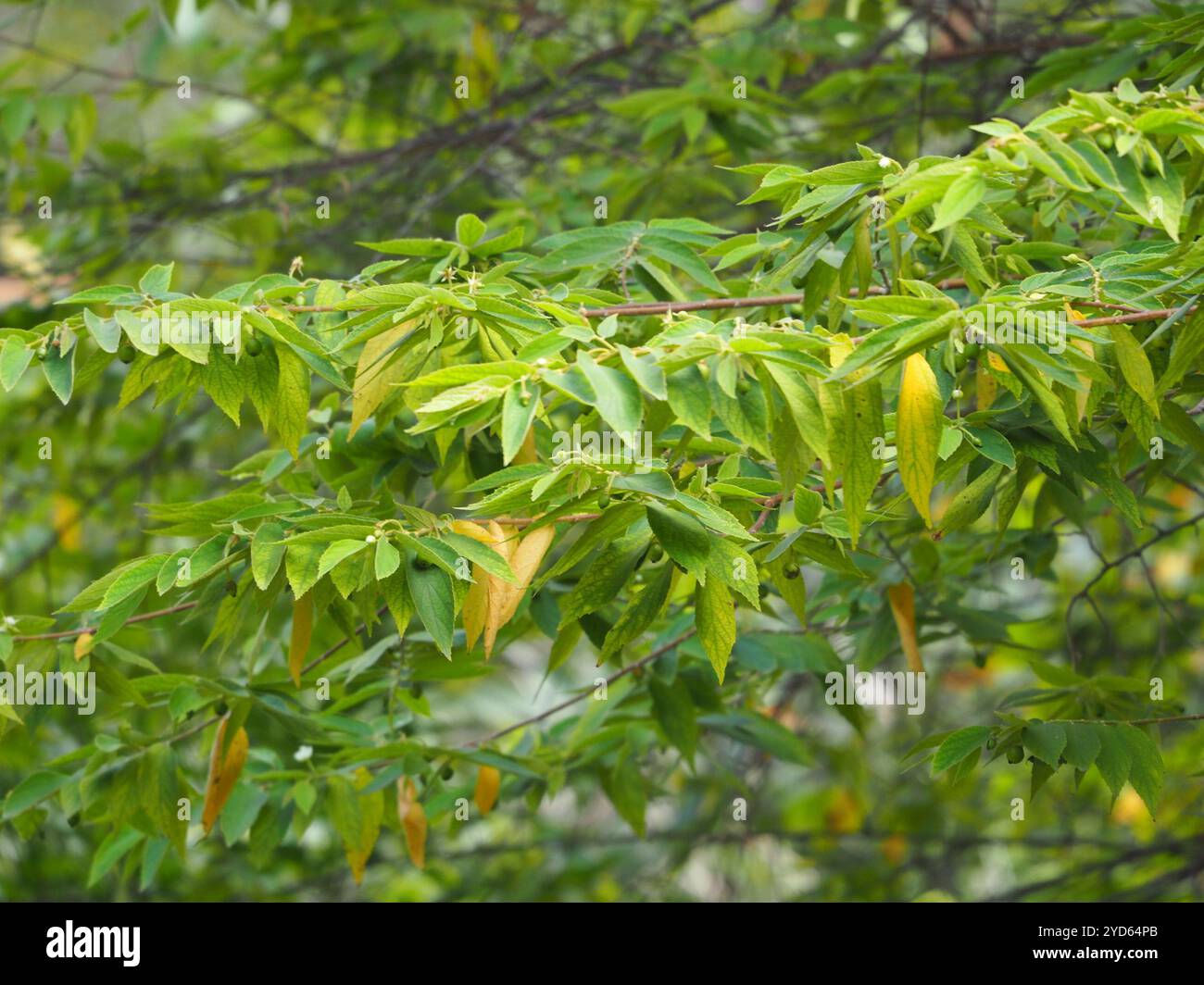 calabur tree (Muntingia calabura Stock Photo - Alamy