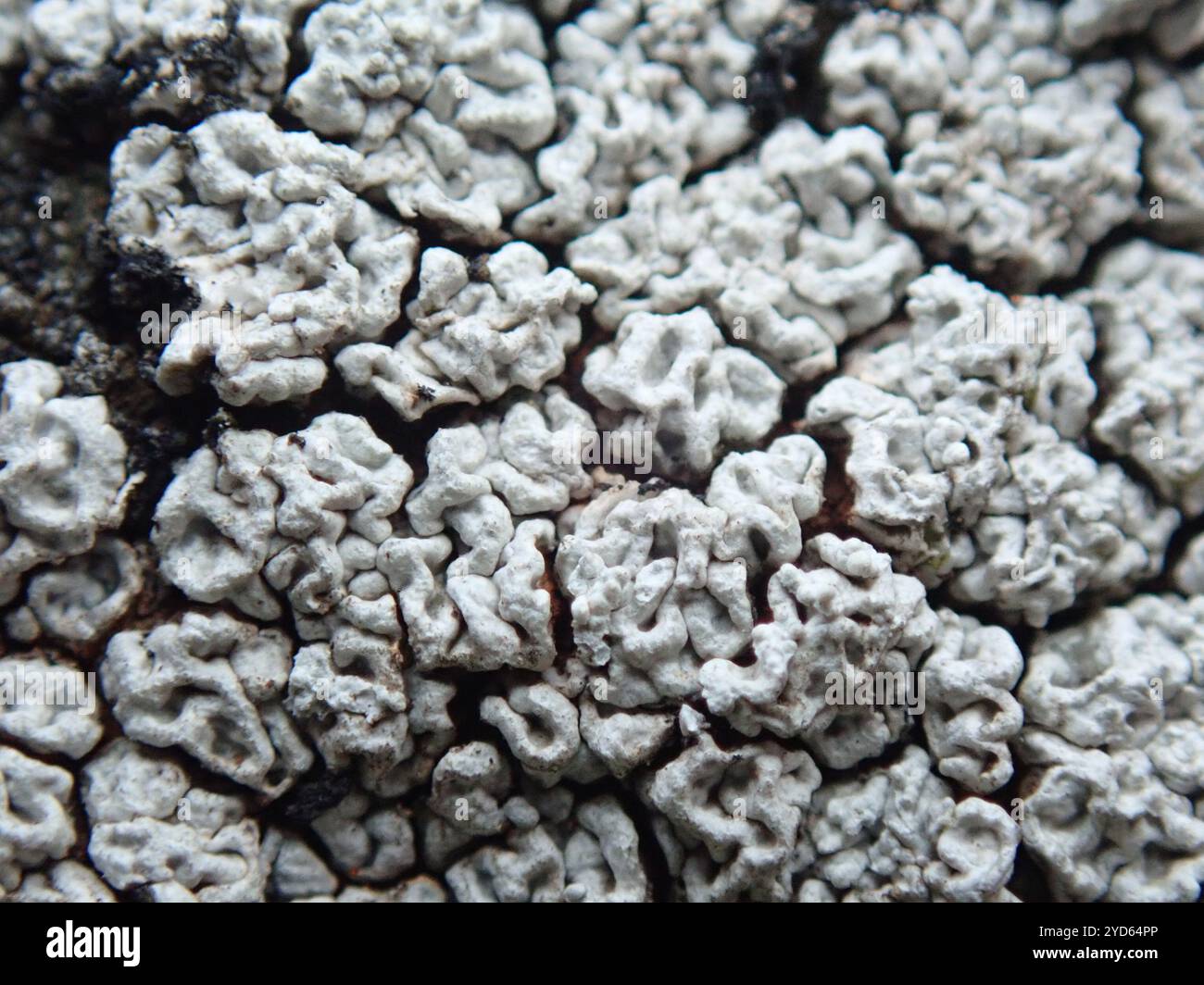 Ascomycete Fungi (Ascomycota Stock Photo - Alamy