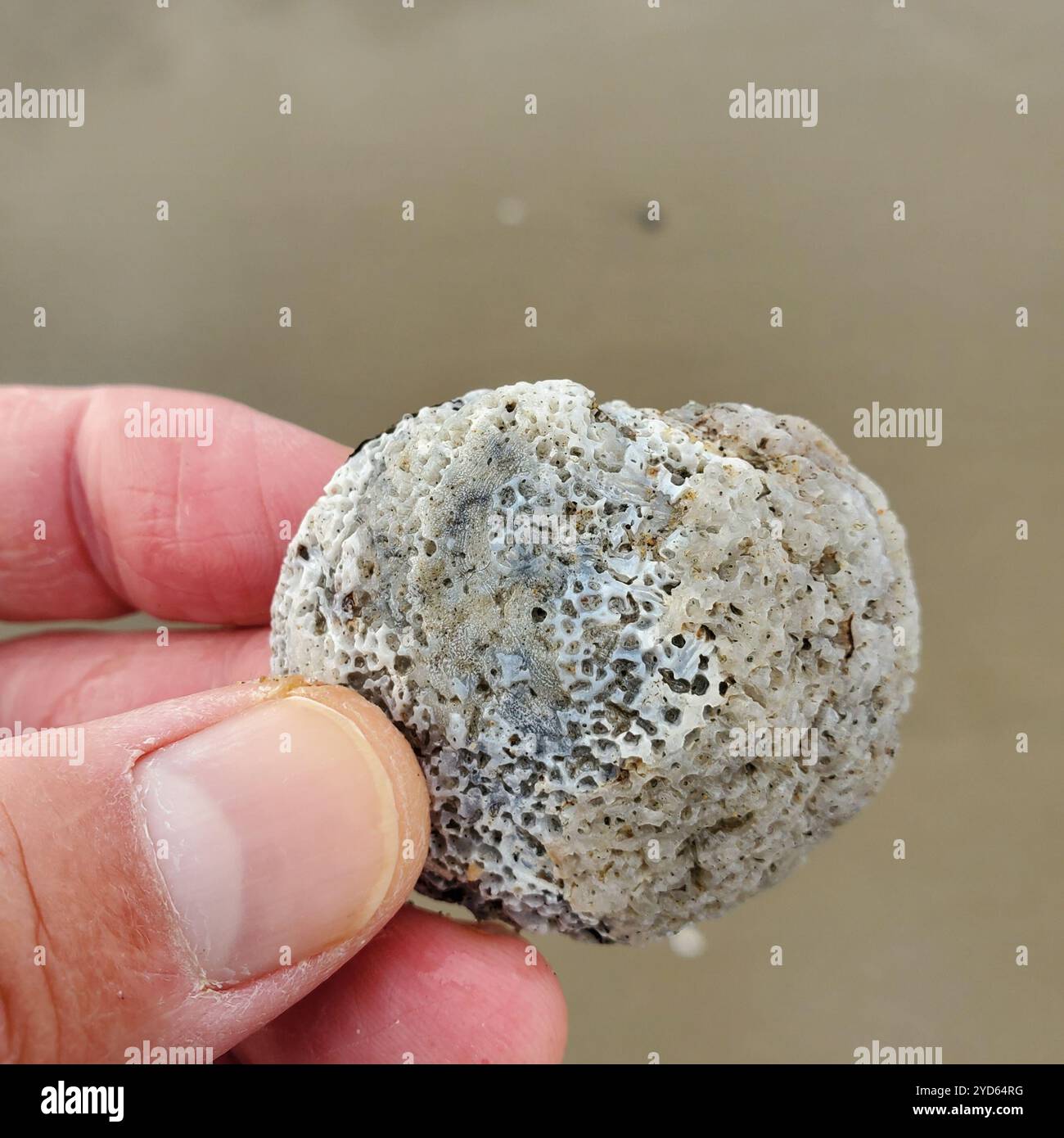 Clear Jewel Box (Chama arcana Stock Photo - Alamy