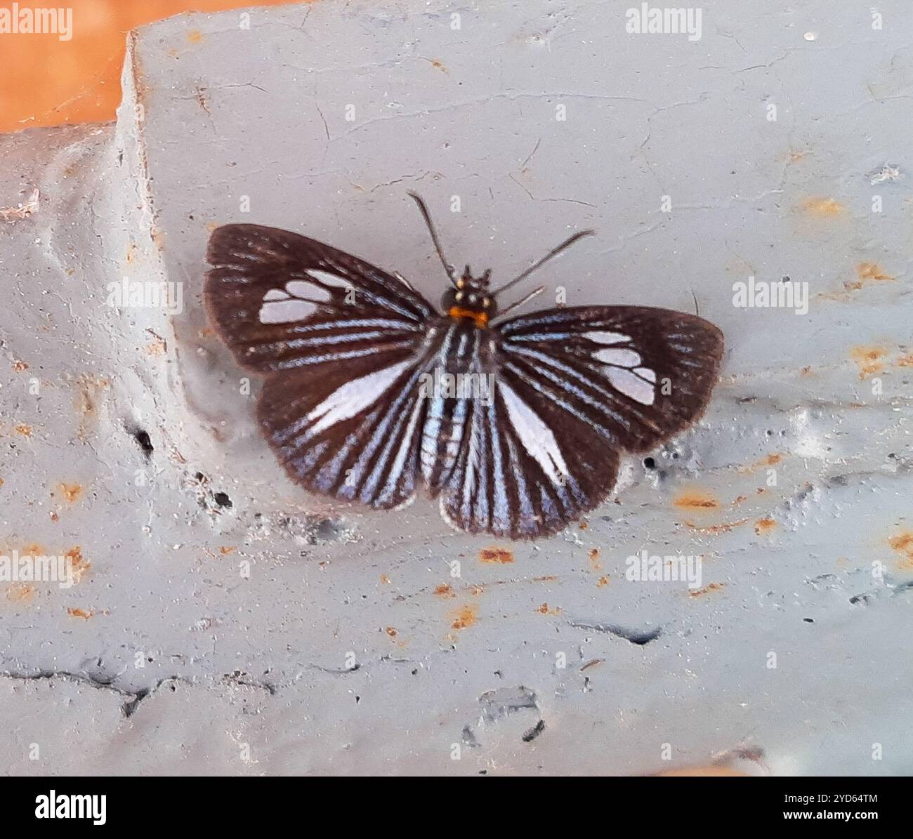 Pythonides hi-res stock photography and images - Alamy