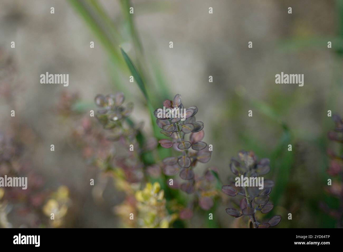 Shining Pepperweed (Lepidium nitidum Stock Photo - Alamy