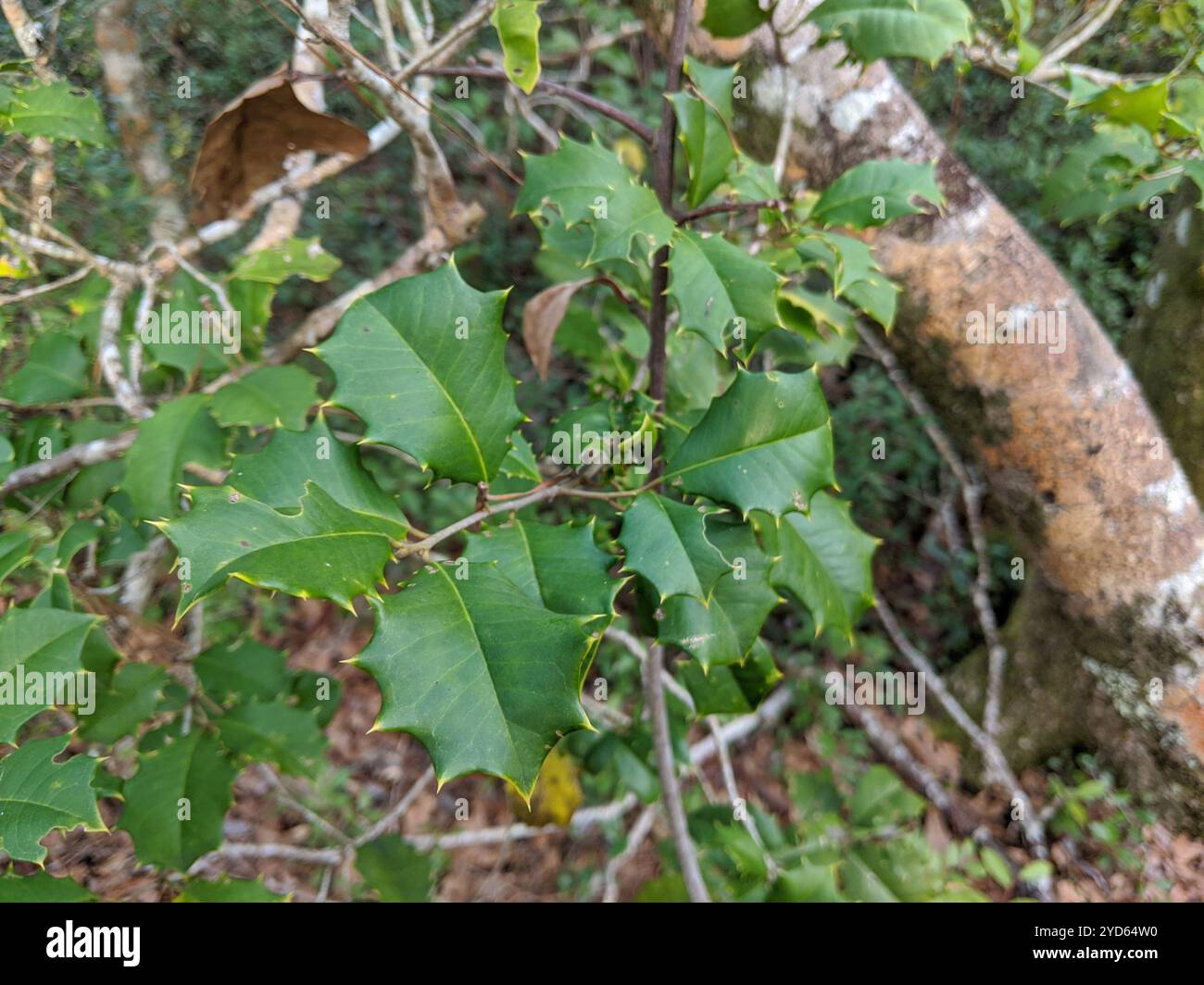 American holly (Ilex opaca Stock Photo - Alamy