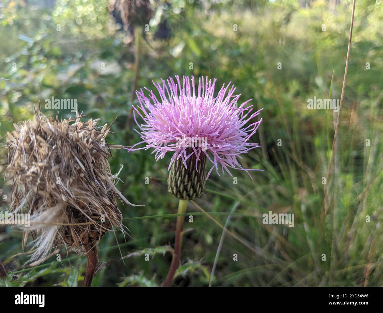 sandhill thistle (Cirsium repandum Stock Photo - Alamy
