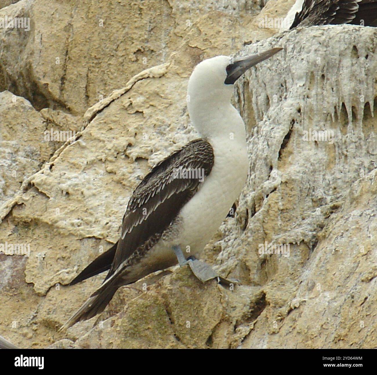 Peruvian Booby (Sula variegata Stock Photo - Alamy