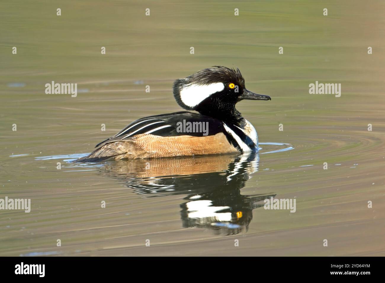 Hooded merganser species duck hi-res stock photography and images - Alamy
