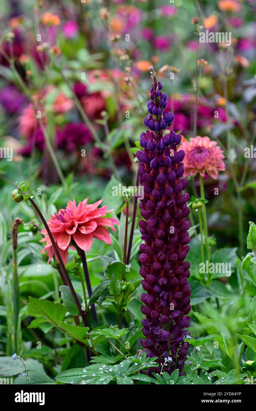 lupin masterpiece,dahlia american dawn,lupins and dahlias,lupin and ...
