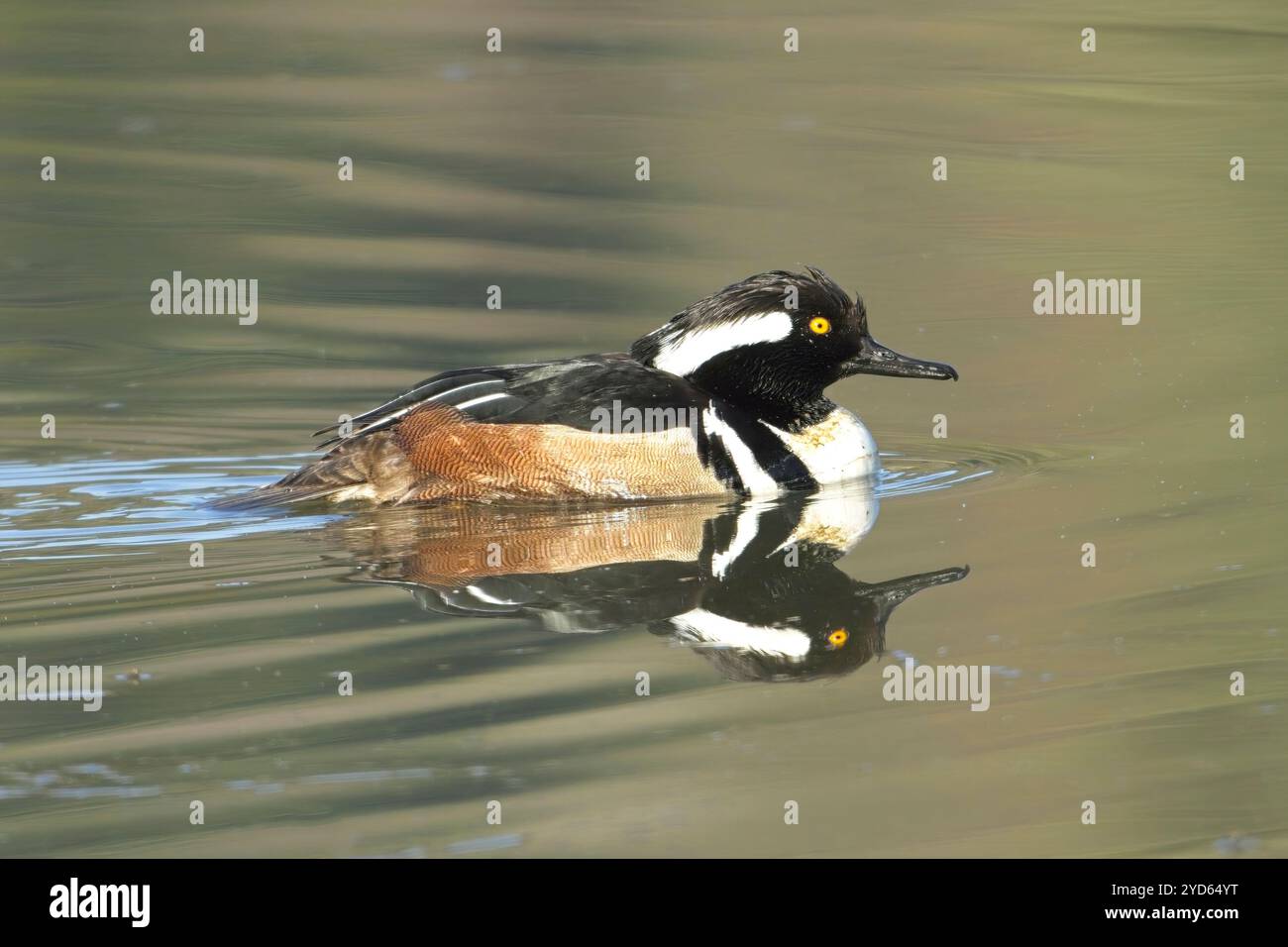 Merganser species hi-res stock photography and images - Alamy