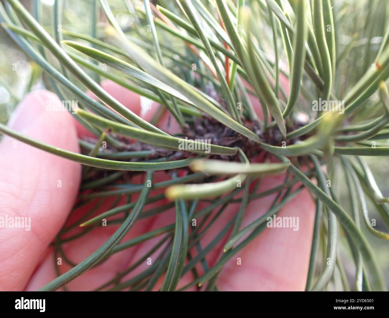 Shore Pine (Pinus contorta contorta Stock Photo - Alamy