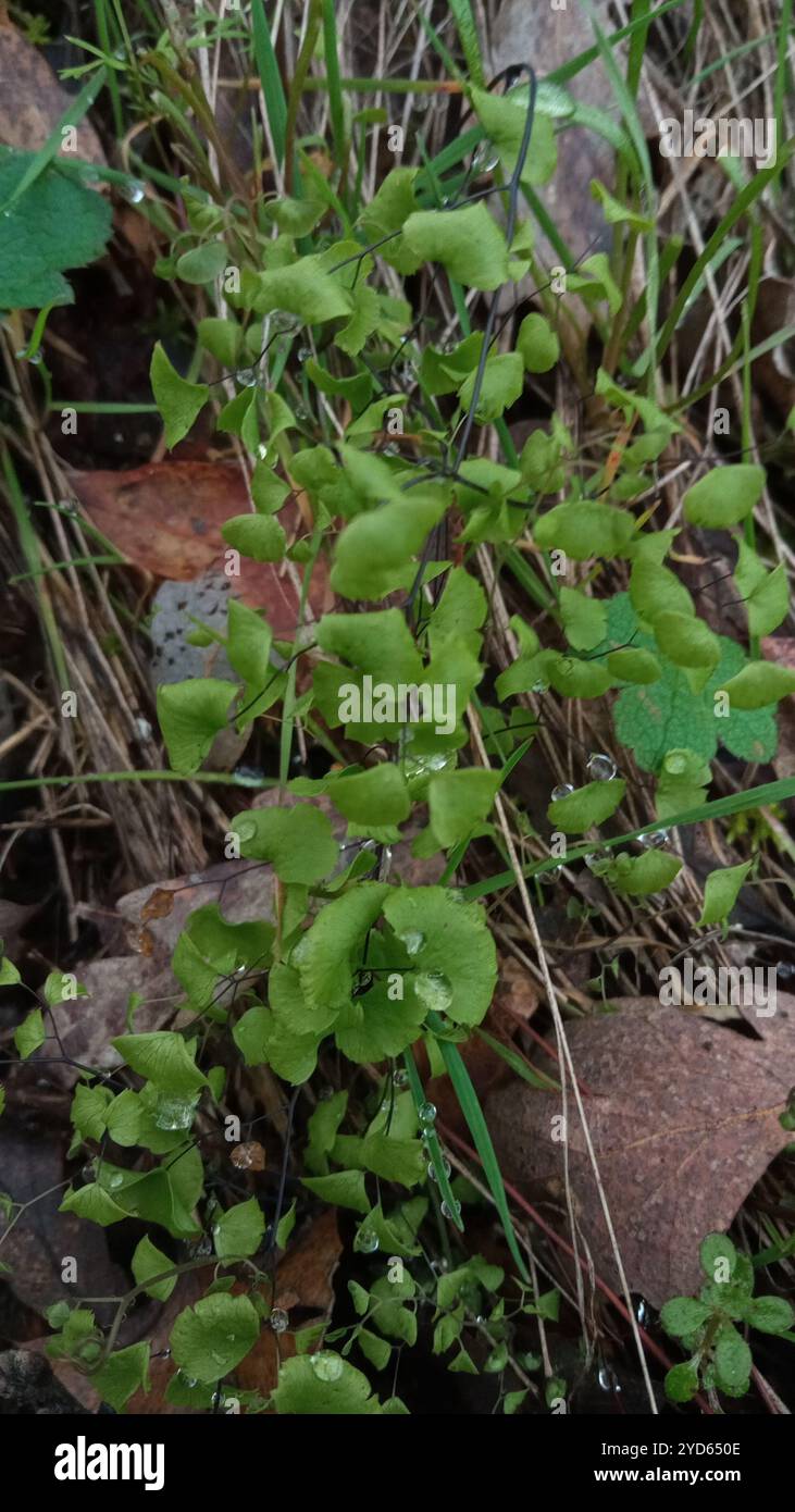 California Maidenhair Fern (Adiantum jordanii Stock Photo - Alamy