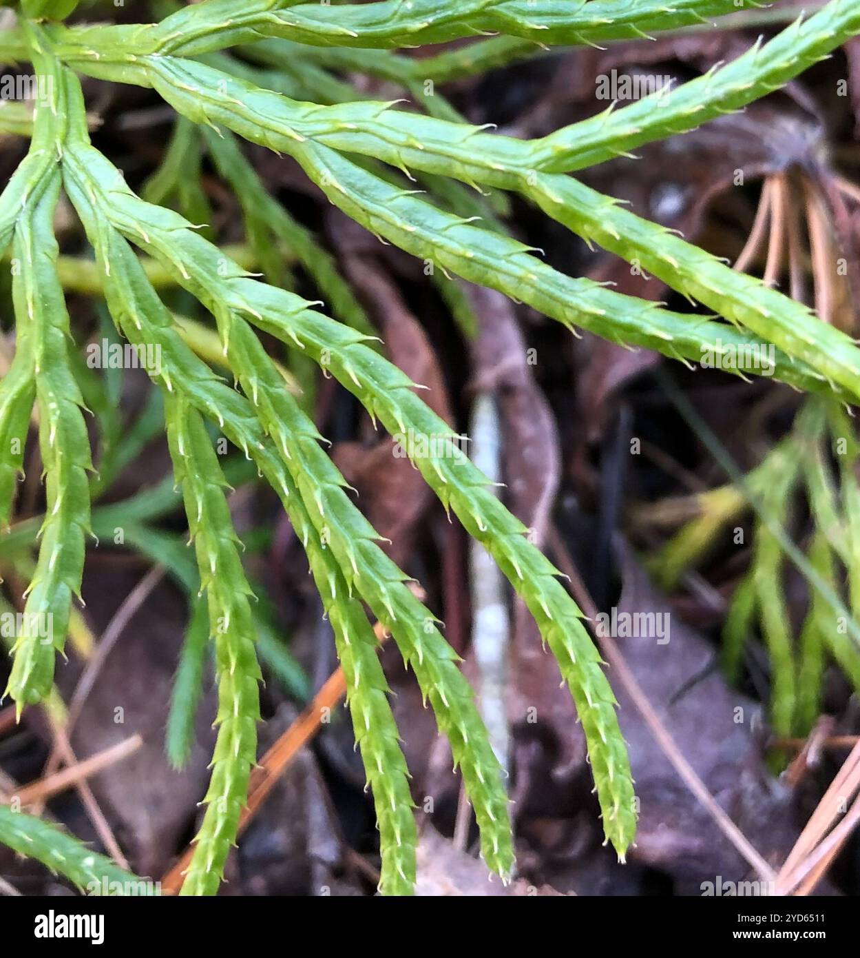 fan clubmoss (Diphasiastrum digitatum Stock Photo - Alamy