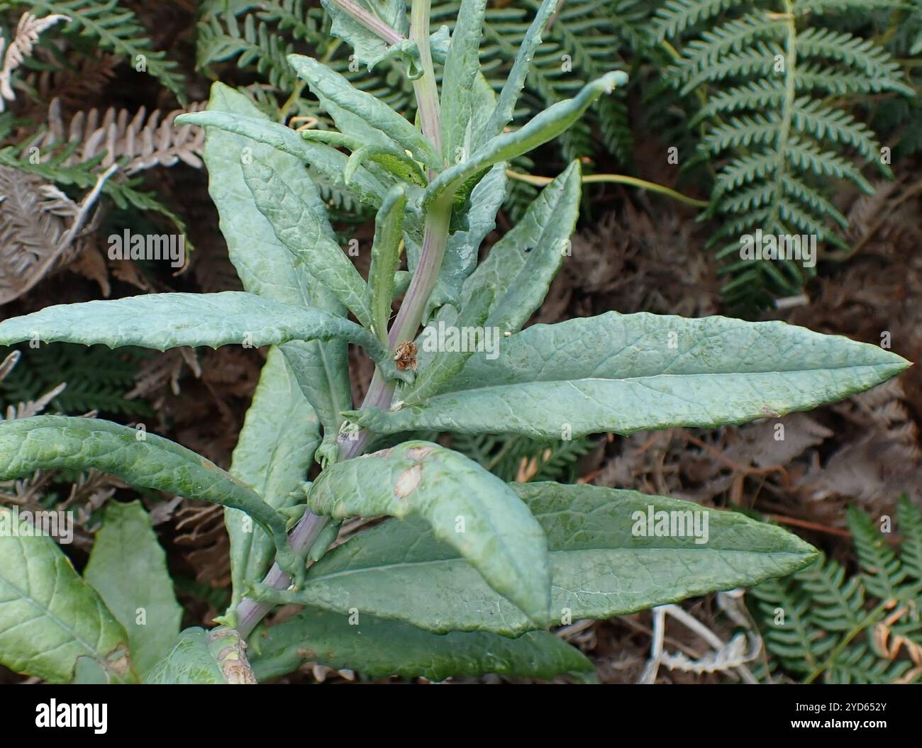 Scented Groundsel (Senecio odoratus Stock Photo - Alamy