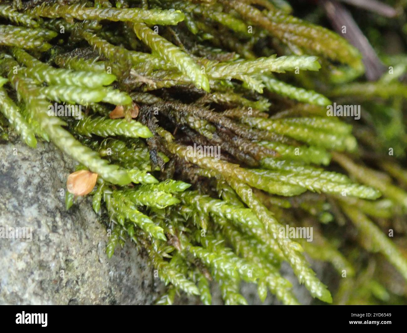 obtuseleaf scleropodium moss (Scleropodium obtusifolium Stock Photo - Alamy