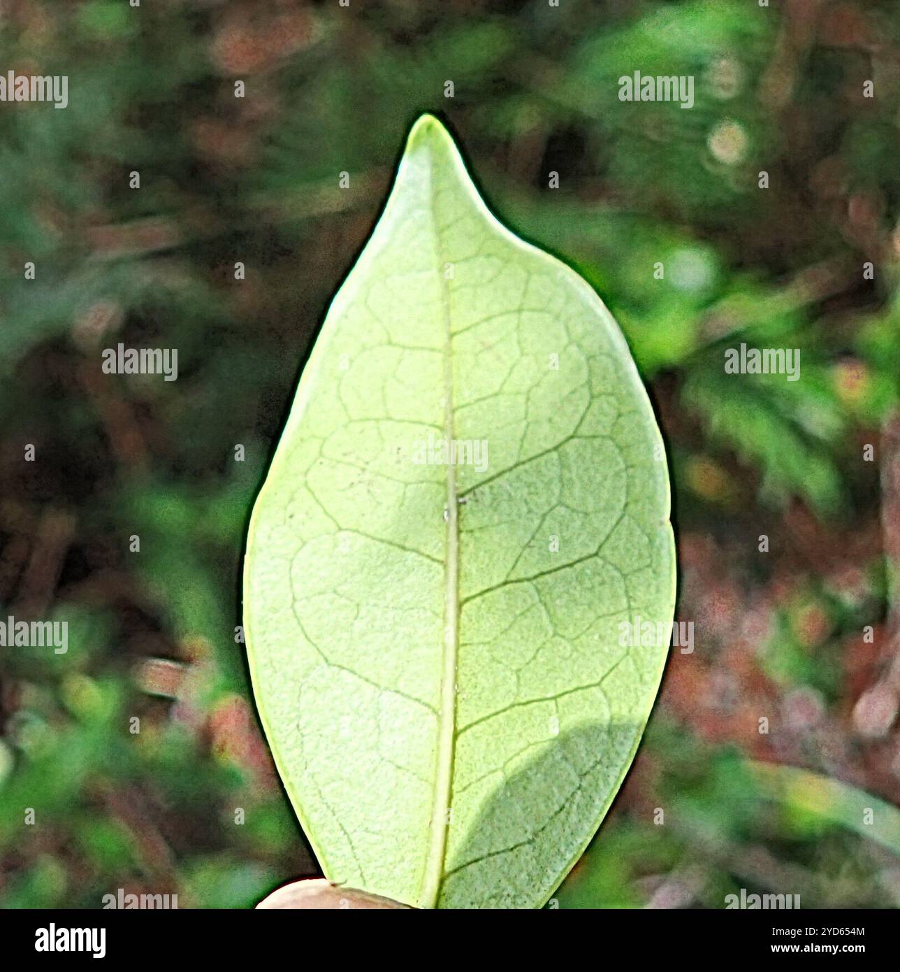 Ironwood (Olea capensis macrocarpa Stock Photo - Alamy