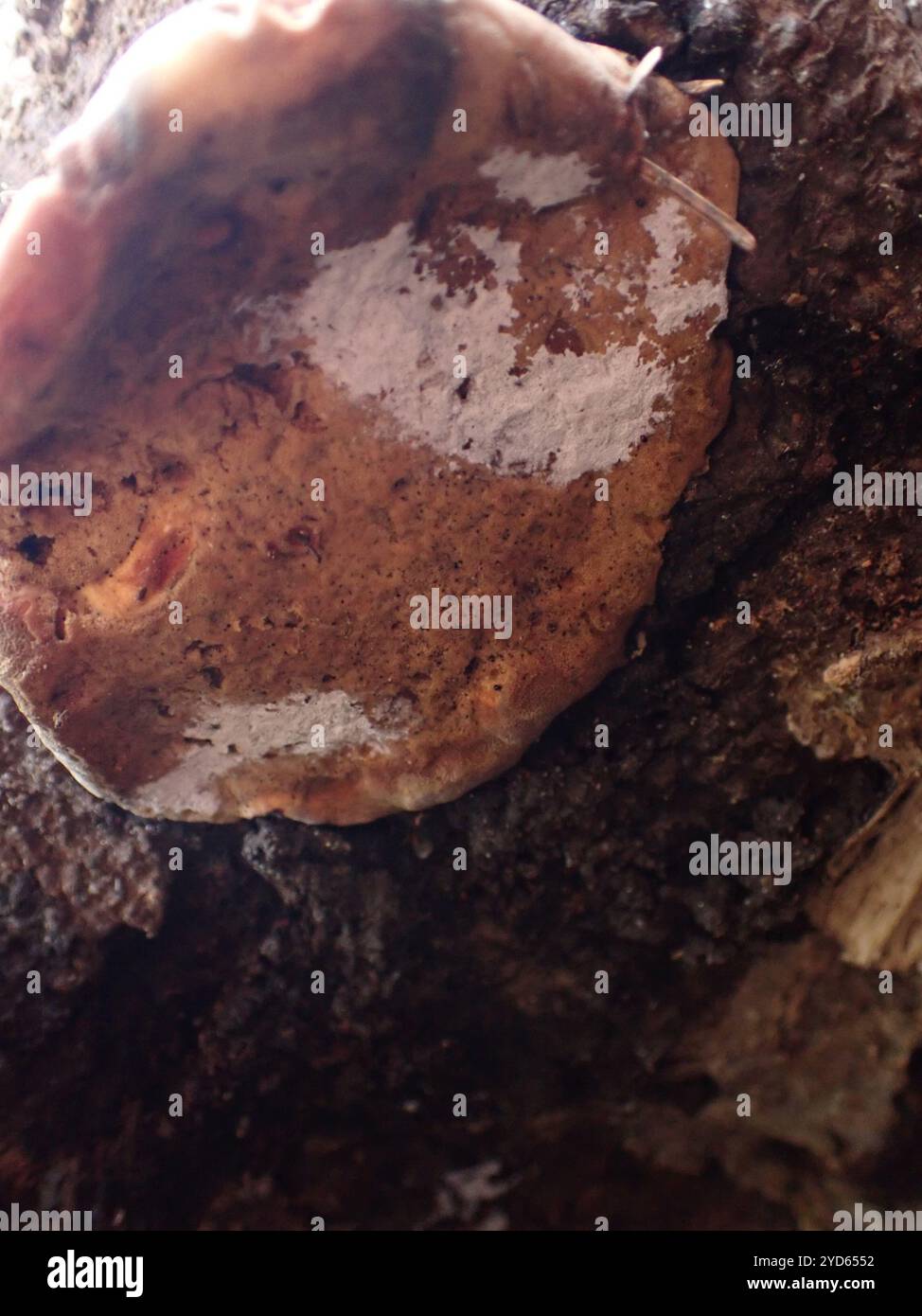 Northern Red Belt (Fomitopsis mounceae Stock Photo - Alamy