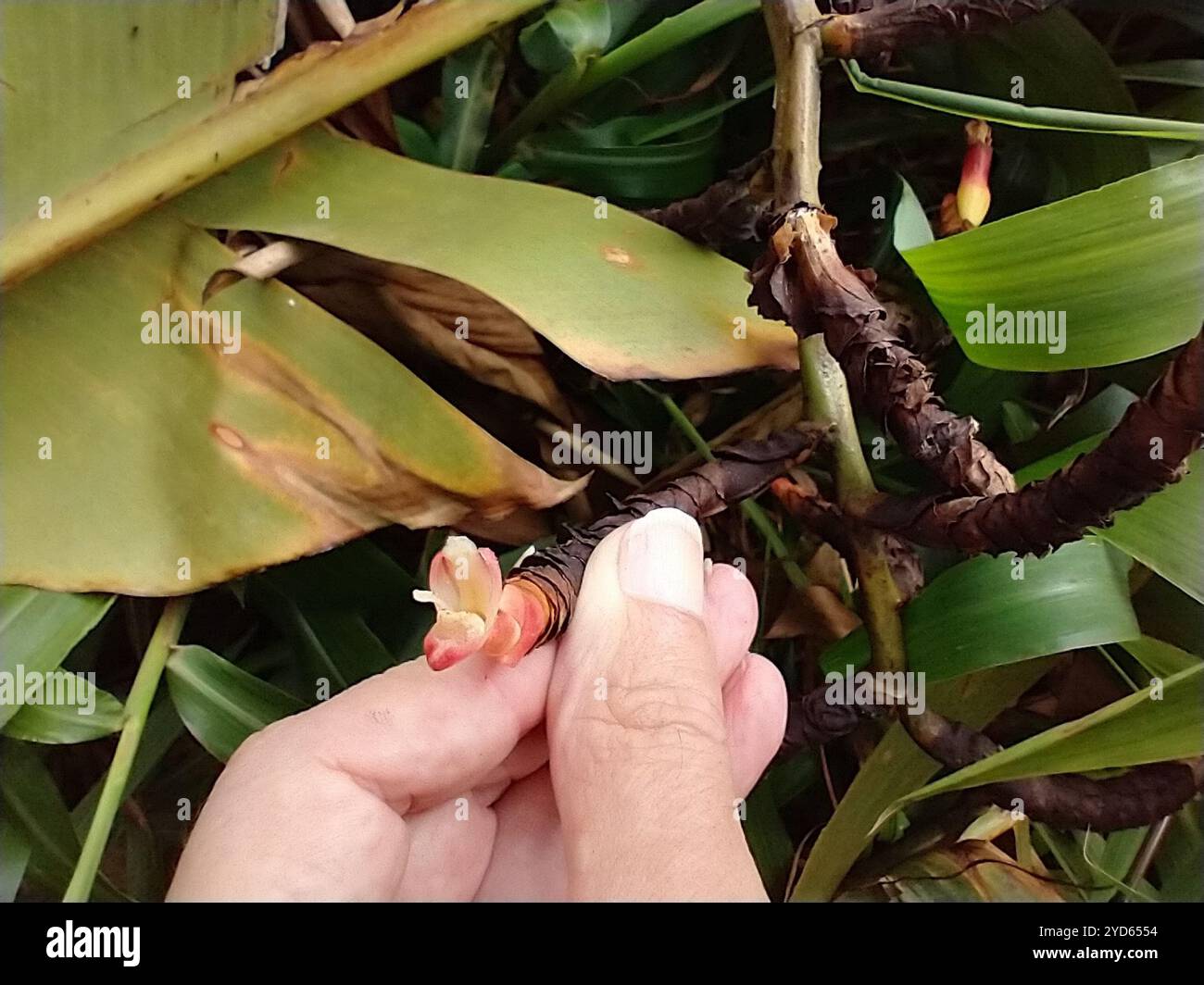 Giant Caroline island ginger (Alpinia carolinensis Stock Photo - Alamy