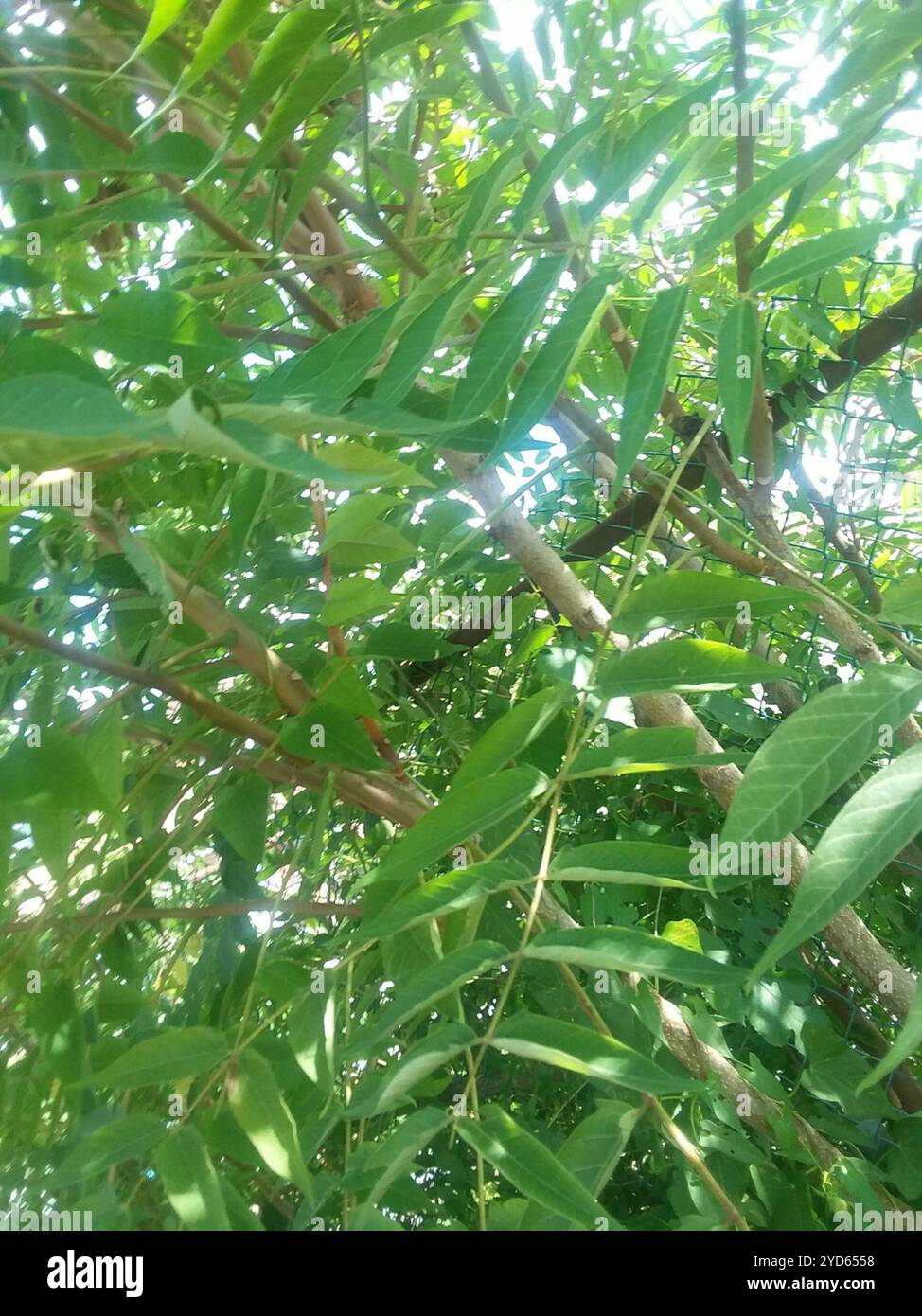 tree-of-heaven (Ailanthus altissima Stock Photo - Alamy