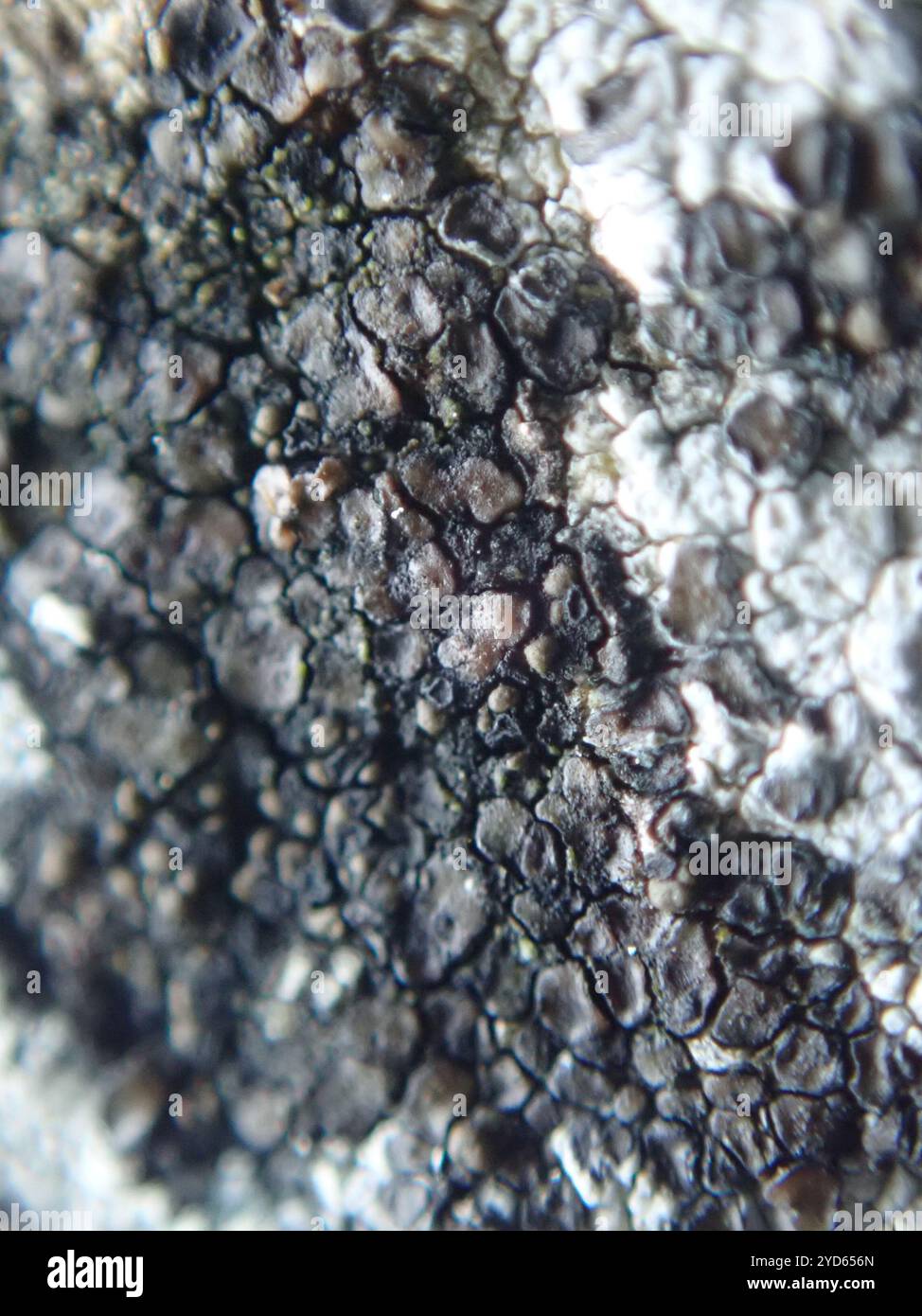 Tile Lichens (Lecidea Stock Photo - Alamy