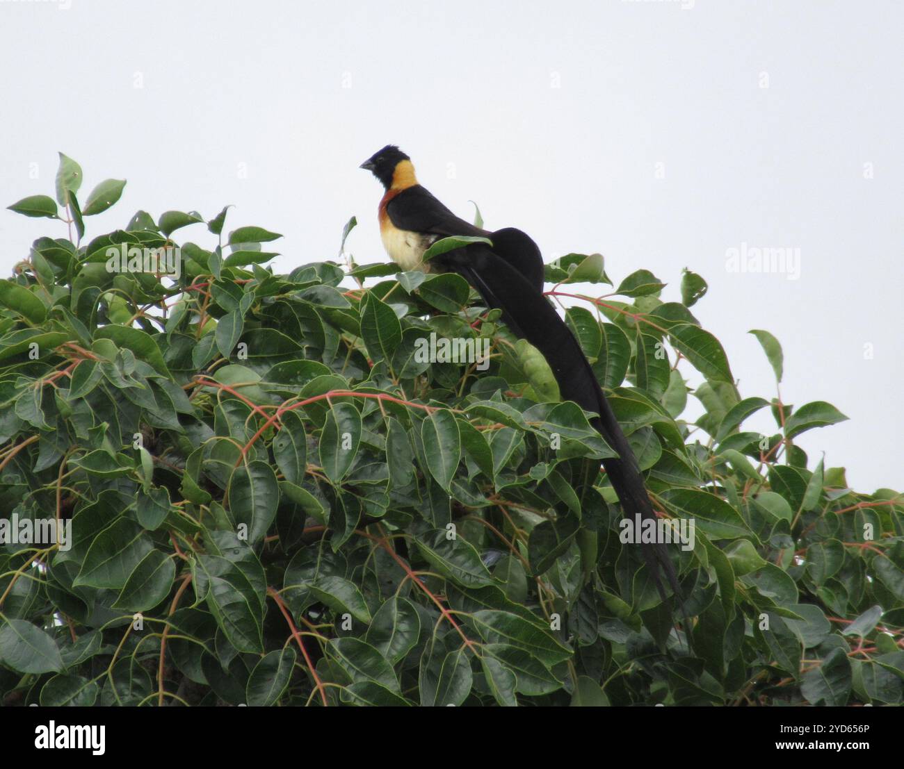Eastern Paradise-Whydah (Vidua paradisaea Stock Photo - Alamy
