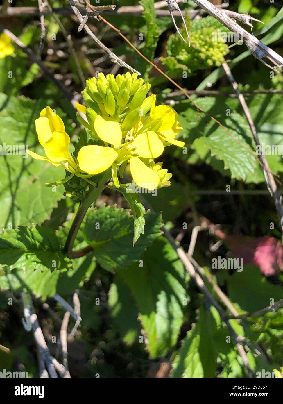 charlock (Mutarda arvensis Stock Photo - Alamy