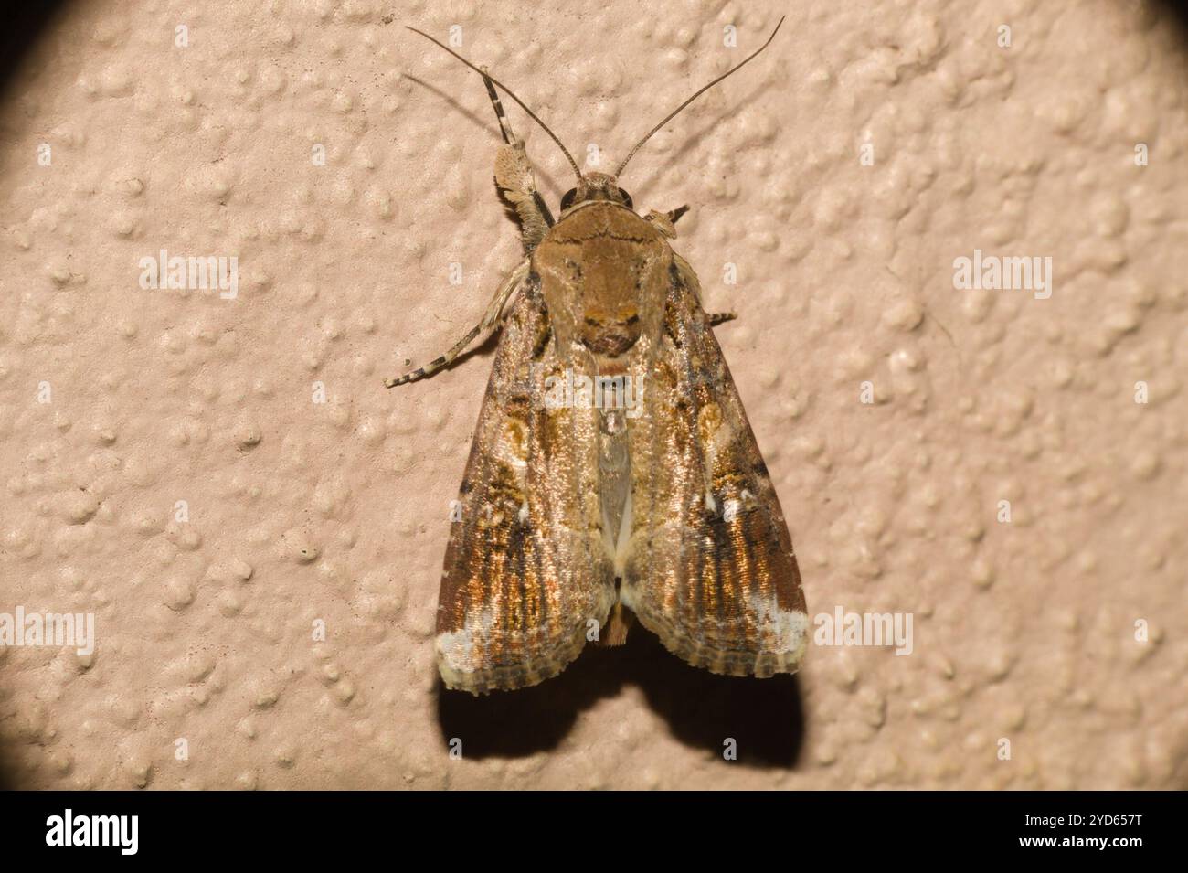 Fall Armyworm Moth (Spodoptera frugiperda Stock Photo - Alamy