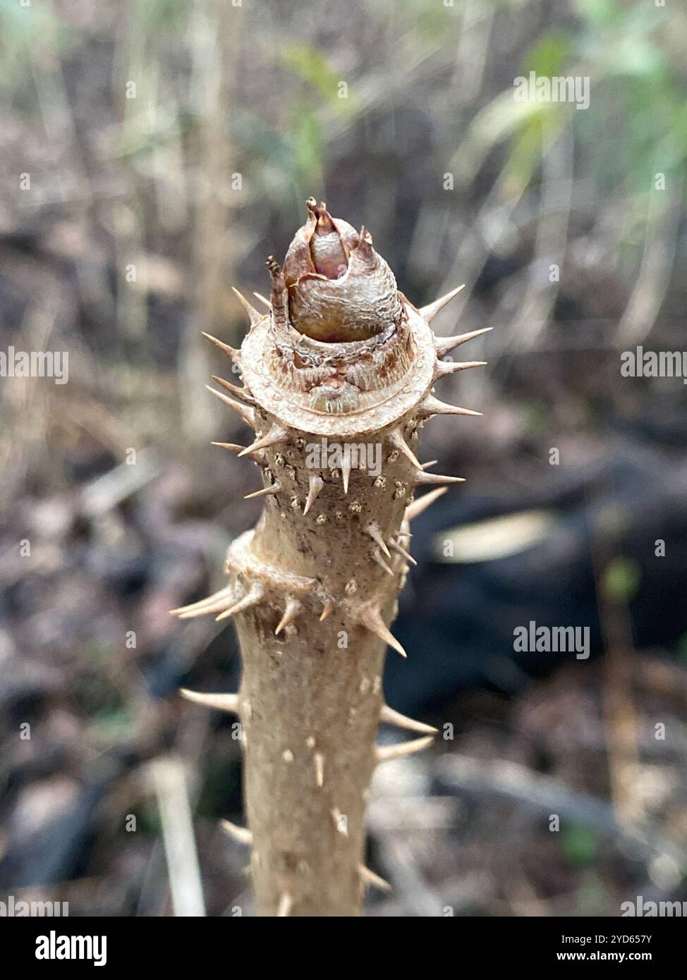 devil's walkingstick (Aralia spinosa Stock Photo - Alamy