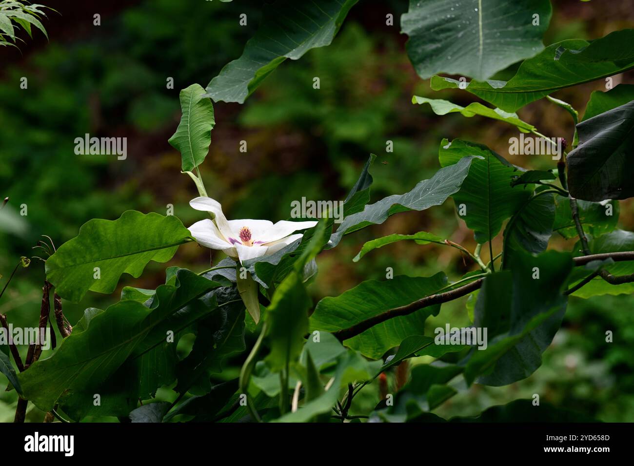 Magnolia subsp ashei x macrophylla subsp dealbata hi-res stock ...