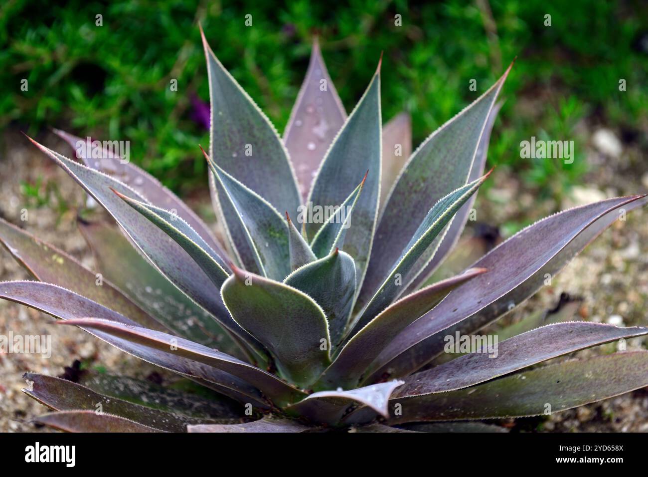mangave lavender lady,intergeneric cross,Manfreda x Agave,smoky purple ...