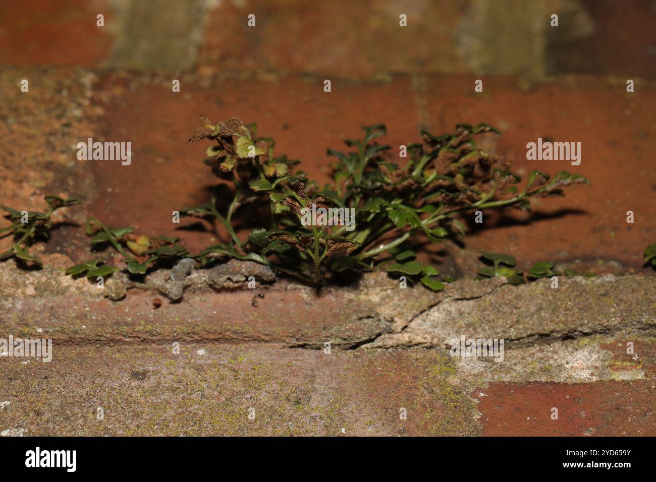 wall-rue (Asplenium ruta-muraria Stock Photo - Alamy