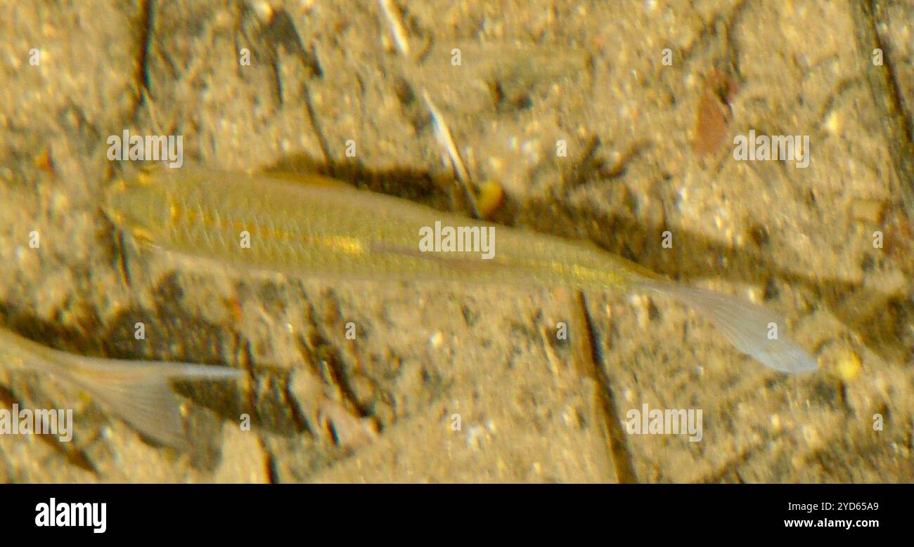 Ray-finned Fishes (Actinopterygii Stock Photo - Alamy