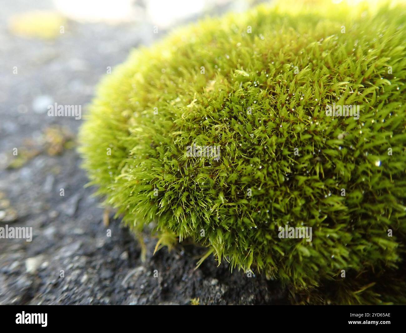 Sharp-leaved Blindia (Blindia acuta Stock Photo - Alamy