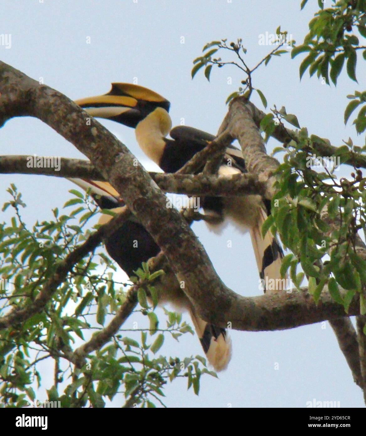 Great Hornbill (Buceros bicornis Stock Photo - Alamy