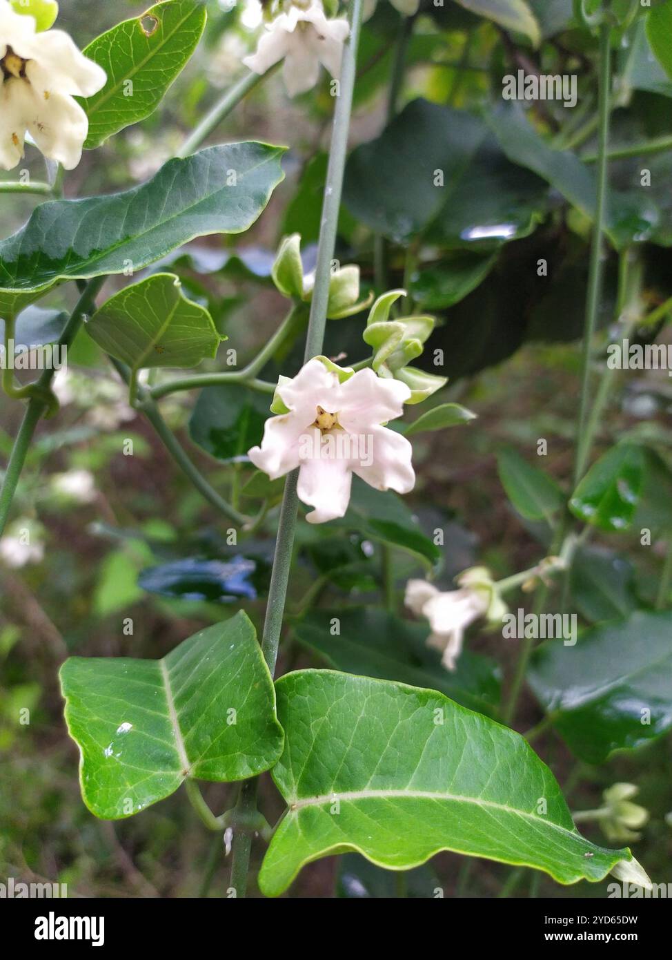 Moth Vine (Araujia sericifera Stock Photo - Alamy