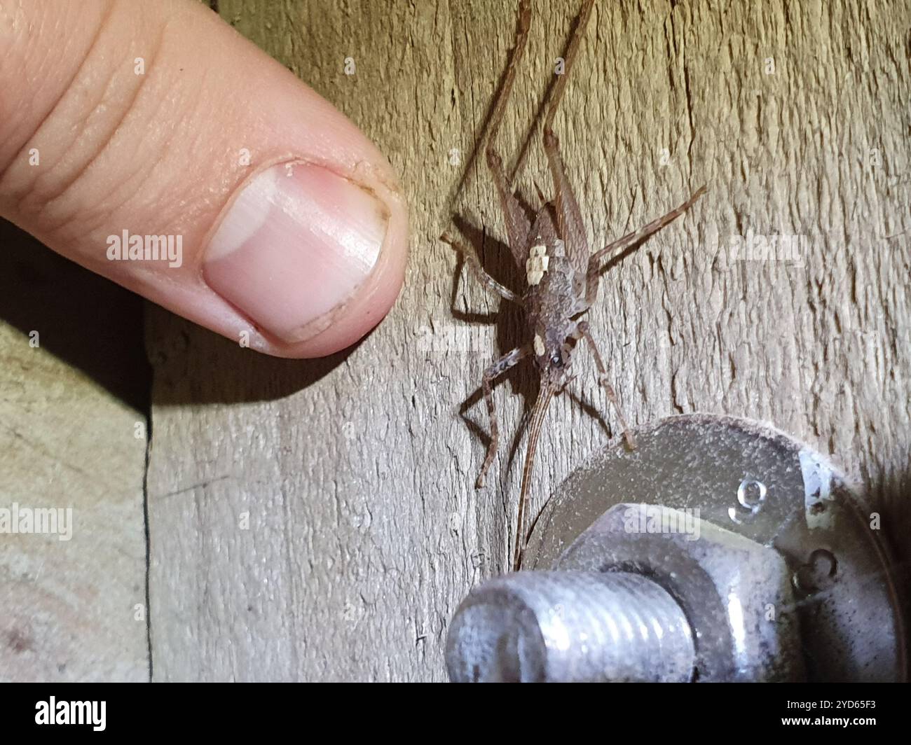 Camel Crickets, Cave Crickets, and Cave Wēta (Rhaphidophoridae Stock ...