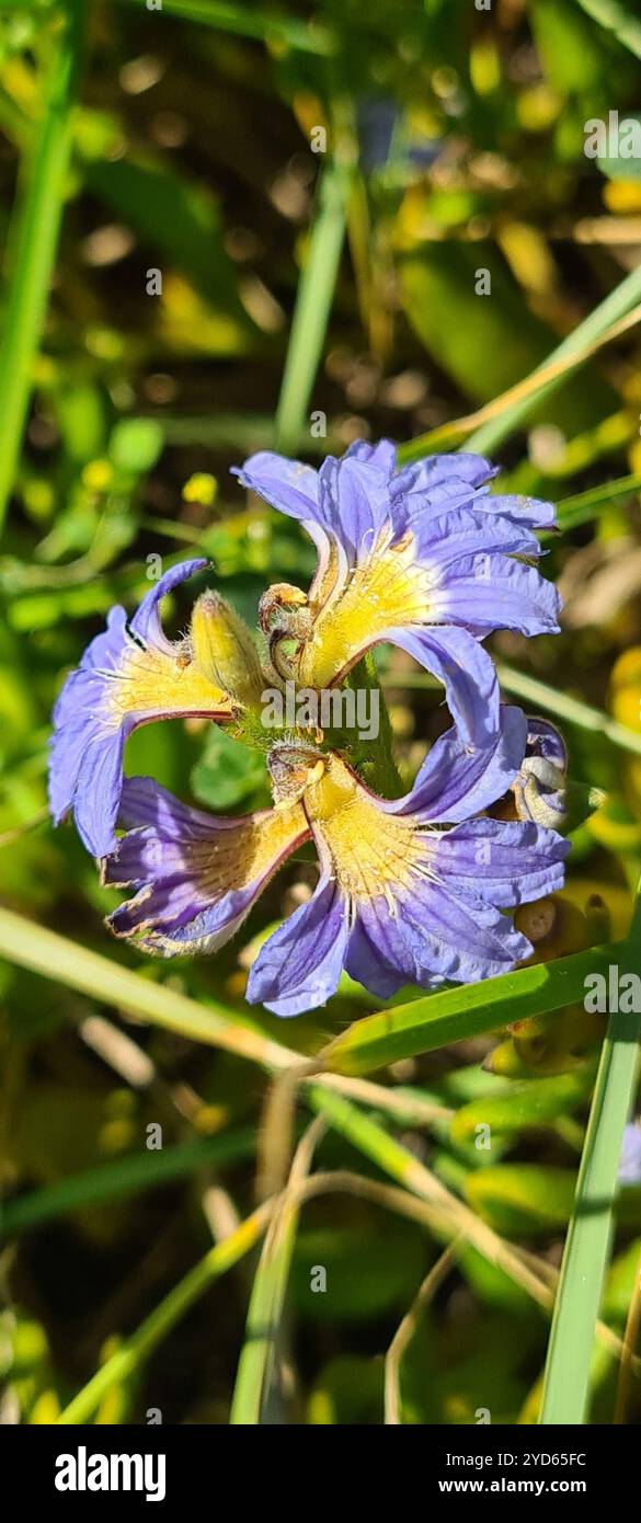 dune fan-flower (Scaevola calendulacea Stock Photo - Alamy