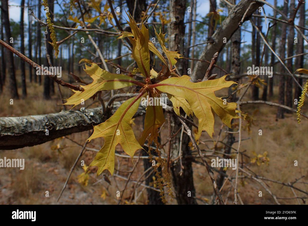 American turkey oak (Quercus laevis Stock Photo - Alamy