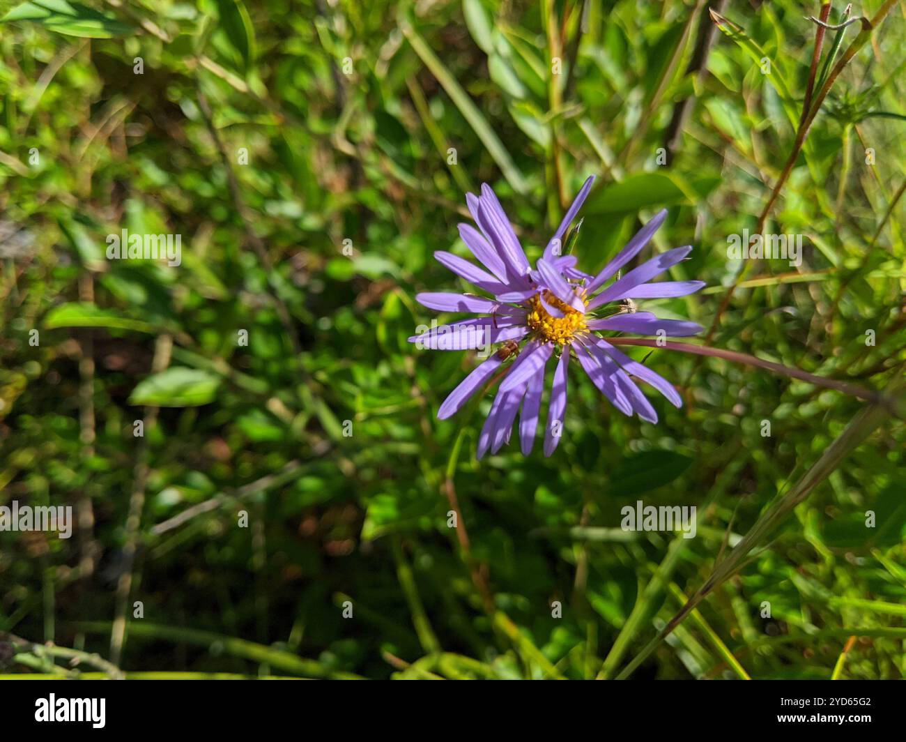 American asters (Symphyotrichum Stock Photo - Alamy
