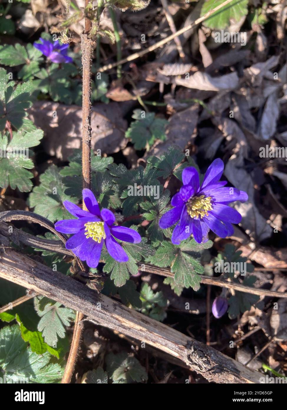 Greek Anemone (Anemonoides blanda Stock Photo - Alamy