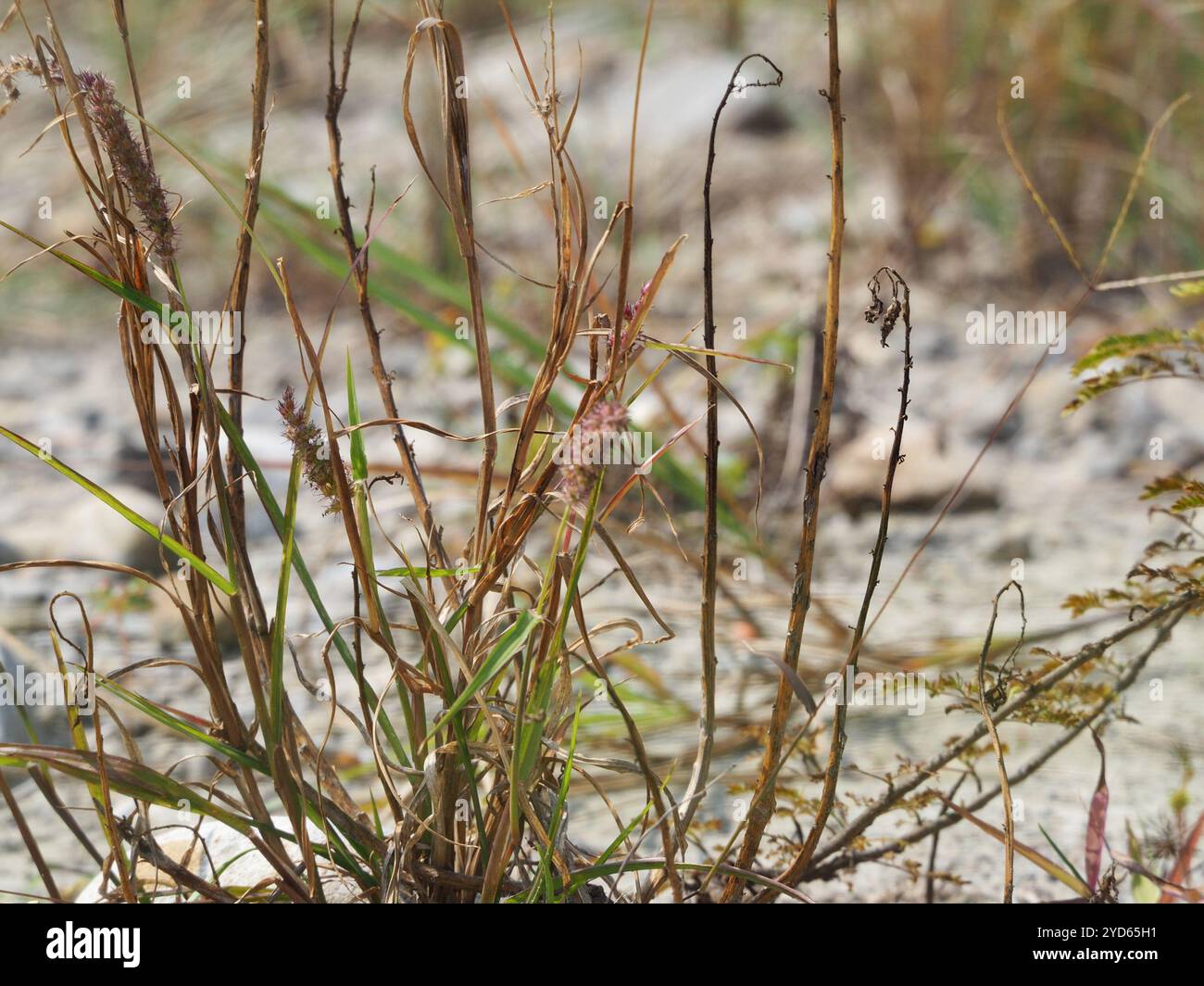 Southern Sandbur (Cenchrus echinatus Stock Photo - Alamy