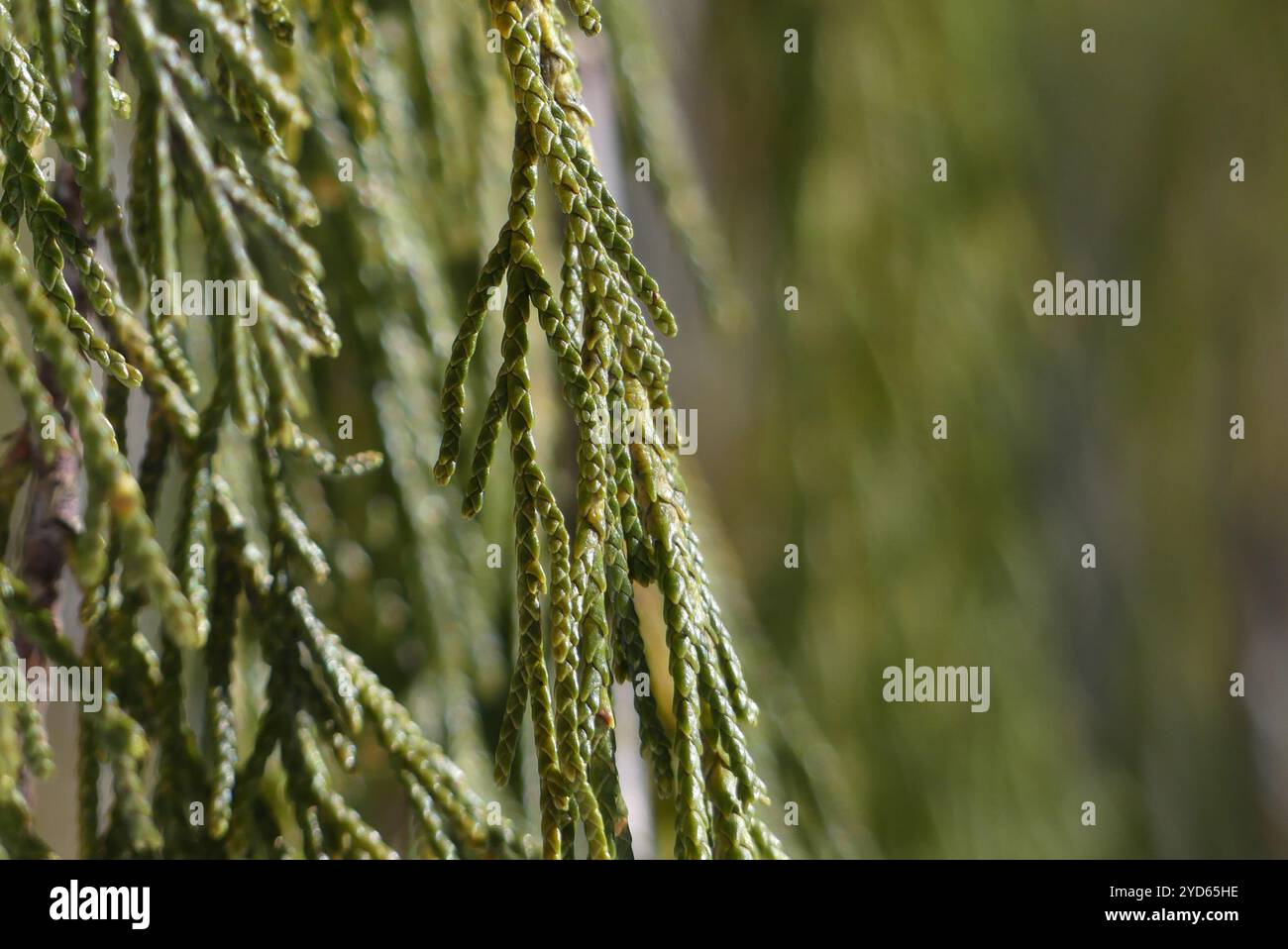 Alaska yellow cedar (Callitropsis nootkatensis Stock Photo - Alamy
