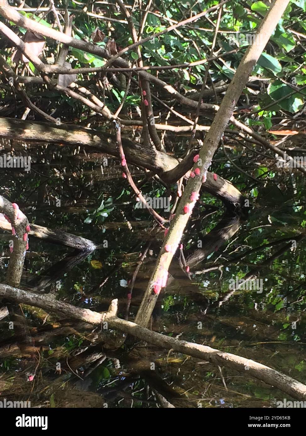 Channeled Apple Snail (Pomacea canaliculata Stock Photo - Alamy