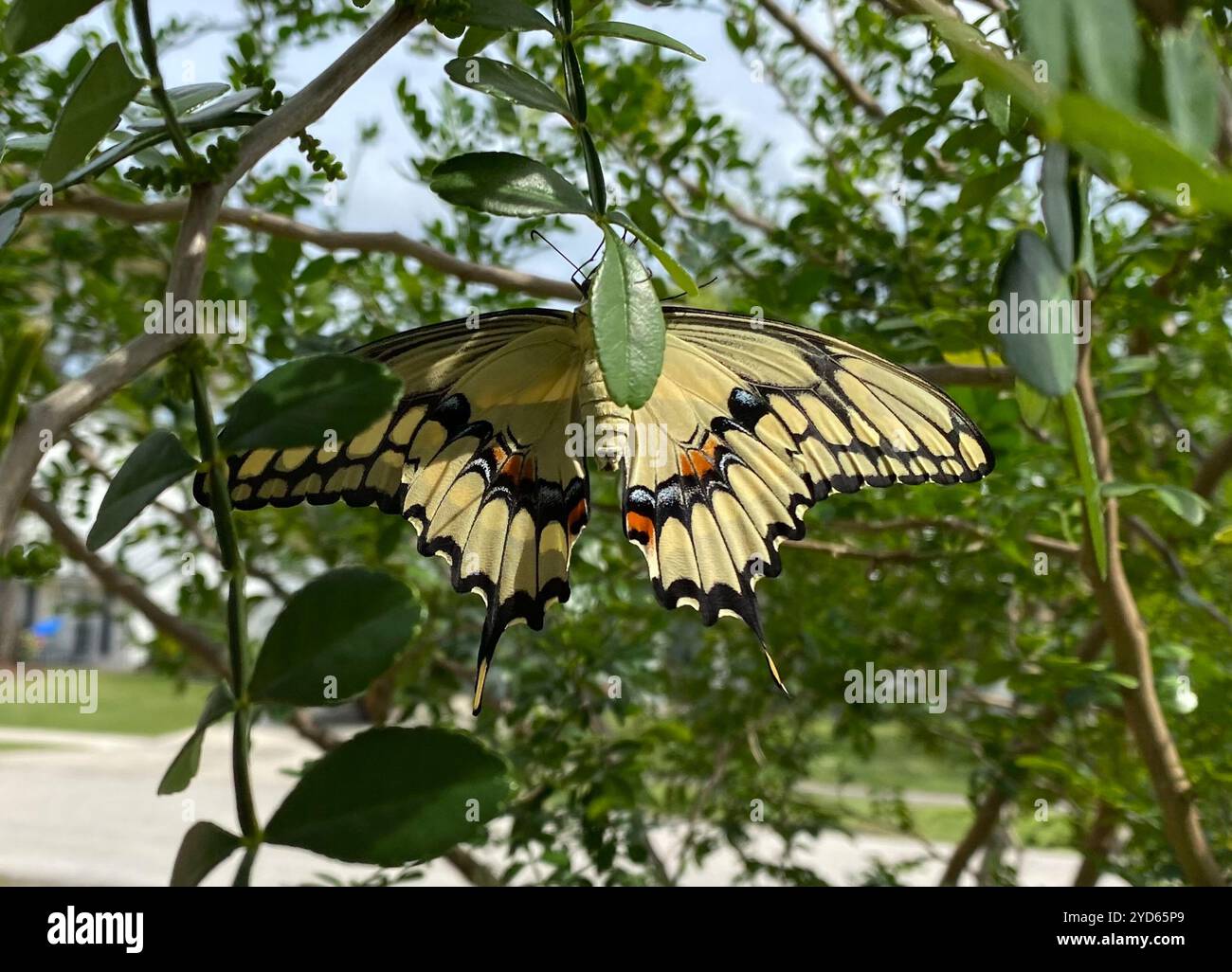 Eastern Giant Swallowtail (Heraclides cresphontes Stock Photo - Alamy