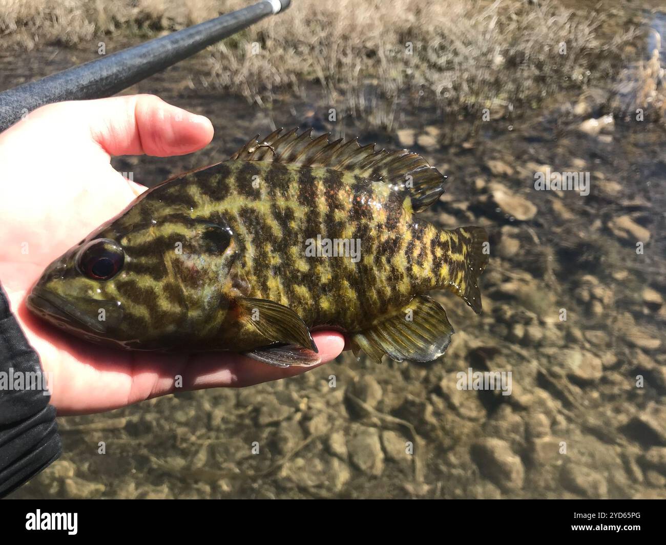 Warmouth (Lepomis gulosus Stock Photo - Alamy